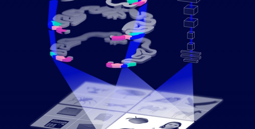 Faces, Bodies, Spiders, and Radios: How the Brain Represents Visual ...