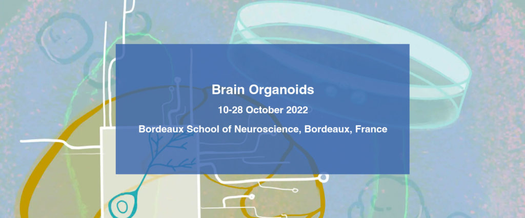 Brain Organoids Training Course – Tianqiao & Chrissy Chen Institute ...