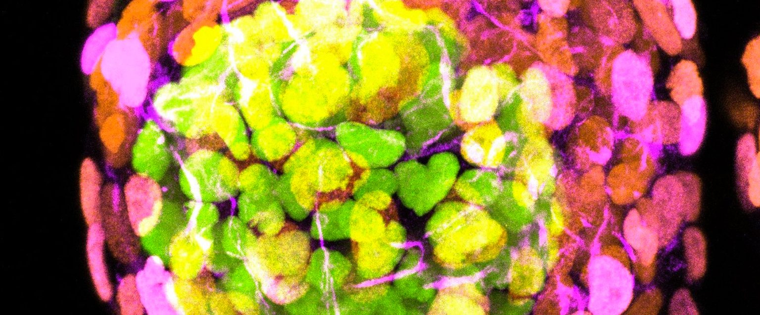 Scientists Create Embryo-Like Model that Mimics Post-Implantation Stage ...