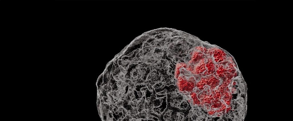 Stem Cell–Based Embryo Models Reveal Pathway to Understanding Fertility ...