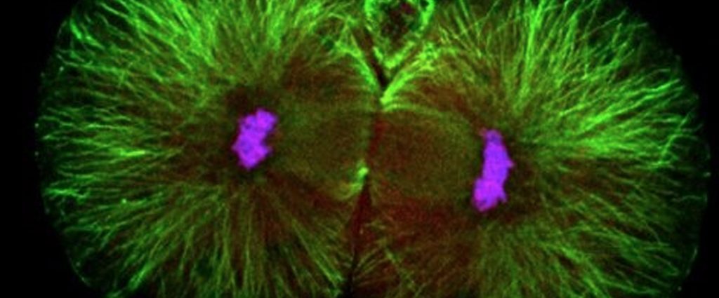 The Earliest Stage of Embryos Show Specialized Asymmetry – Tianqiao ...